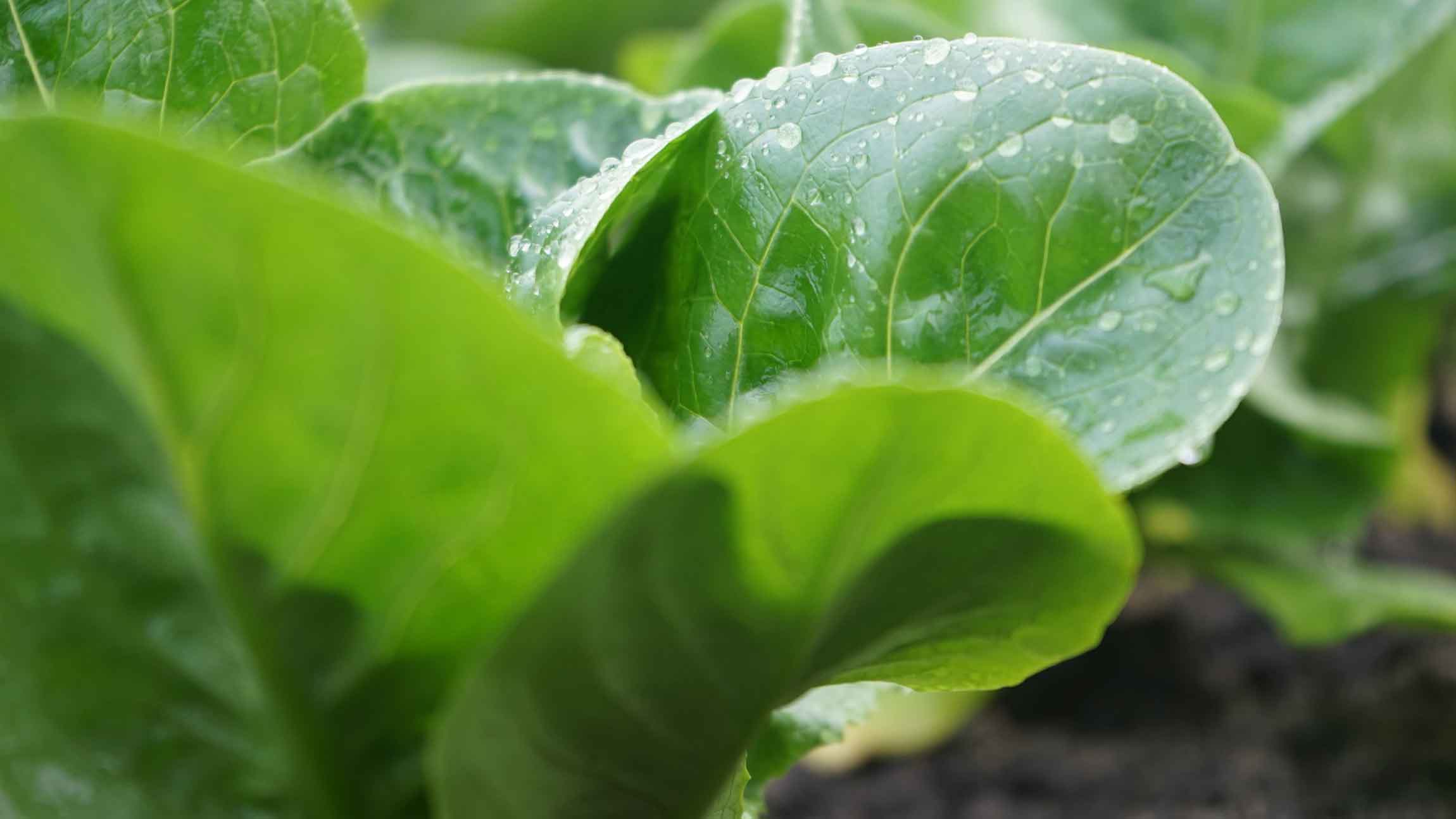 Mini Lattich – Kilian Gemüse Udligenswil