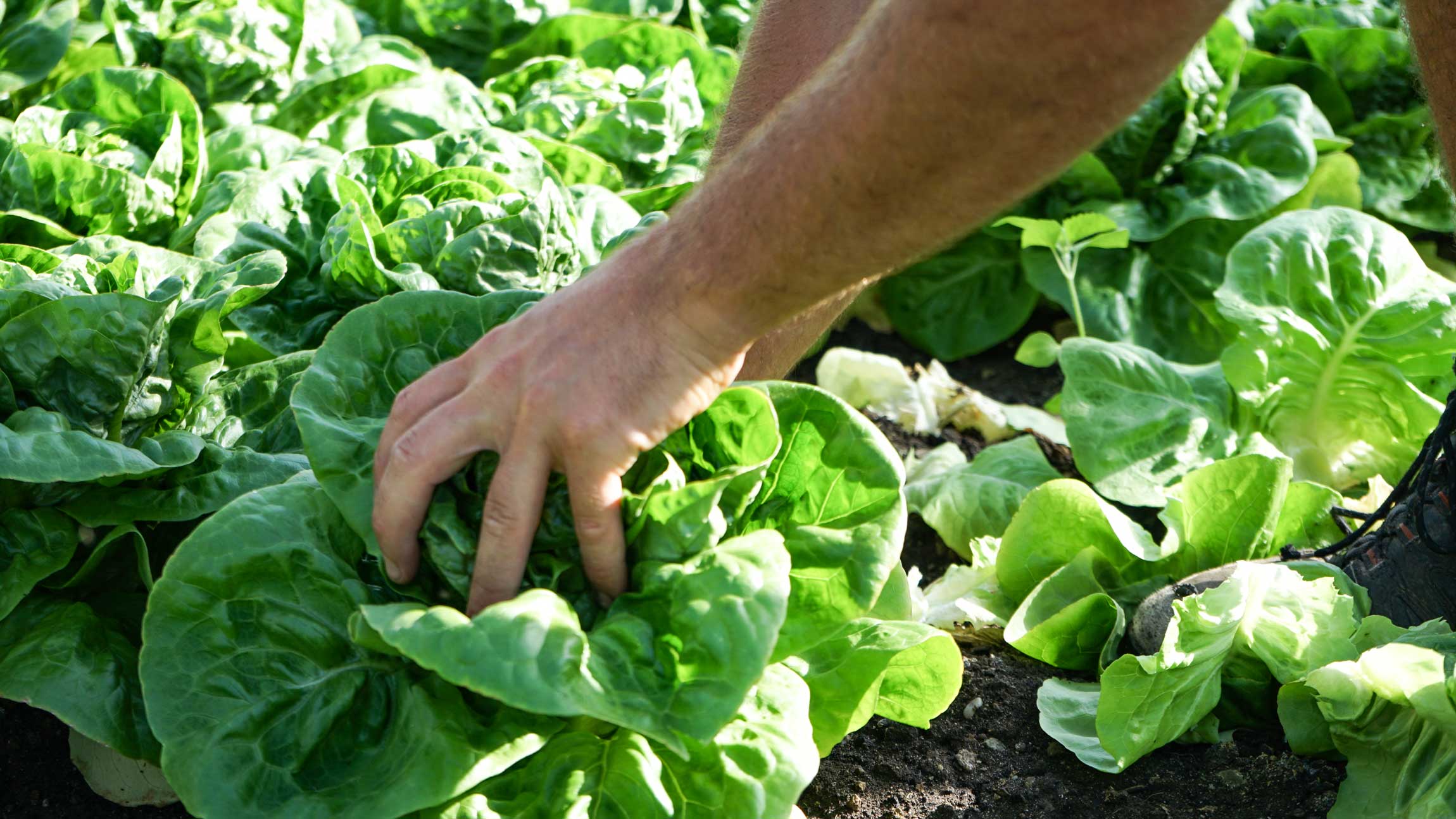 Mini Lattich – Kilian Gemüse Udligenswil